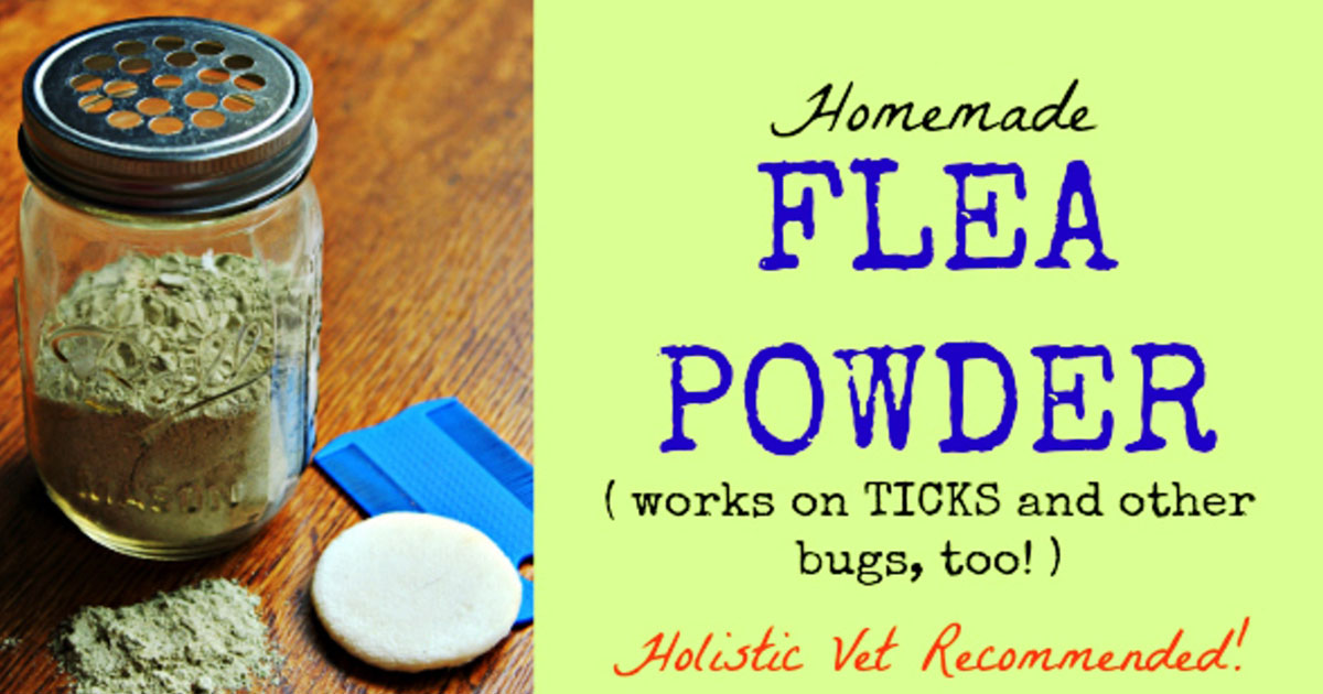 Kill Fleas And Other Insects Naturally With This Homemade Flea Powder Healthy Natural Solution