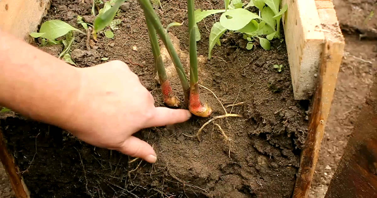 Produce your own turmeric because that is definitely better than buying ...