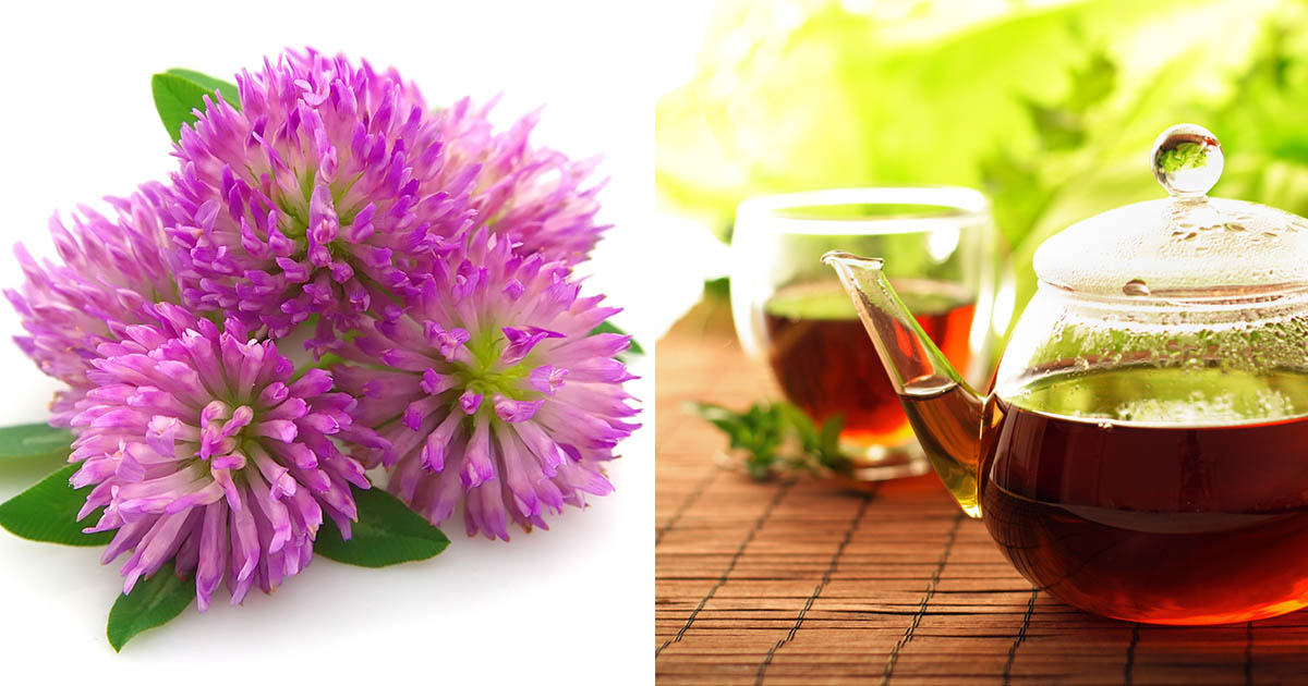 How to Make a Powerful Red Clover Healing Tea - Healthy Natural Solution