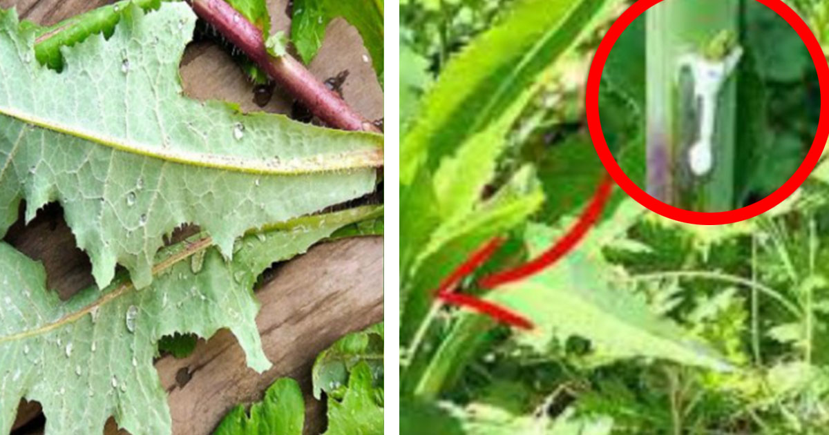 As Strong As Morphine: This Natural Painkiller Grows In Your Backyard ...